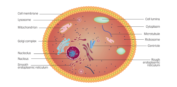 Cell Structure Test Mcq Quiz Quiz Flashcards And Trivia 9029